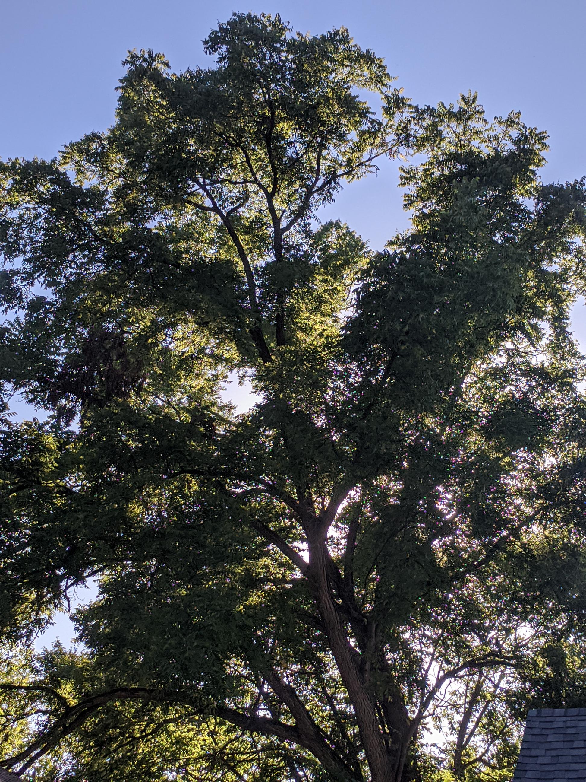The Old Oak Tree | johncoyote
