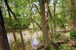 My goddess and my beautiful muse of Spring… | johncoyote